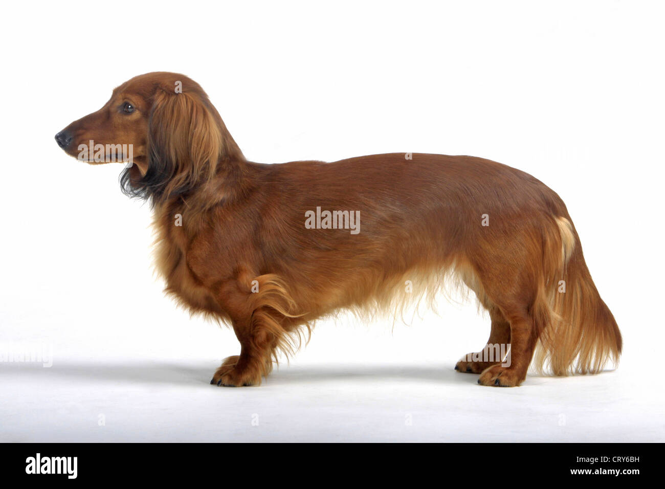 Standard long haired dachshund hi-res stock photography and images - Alamy