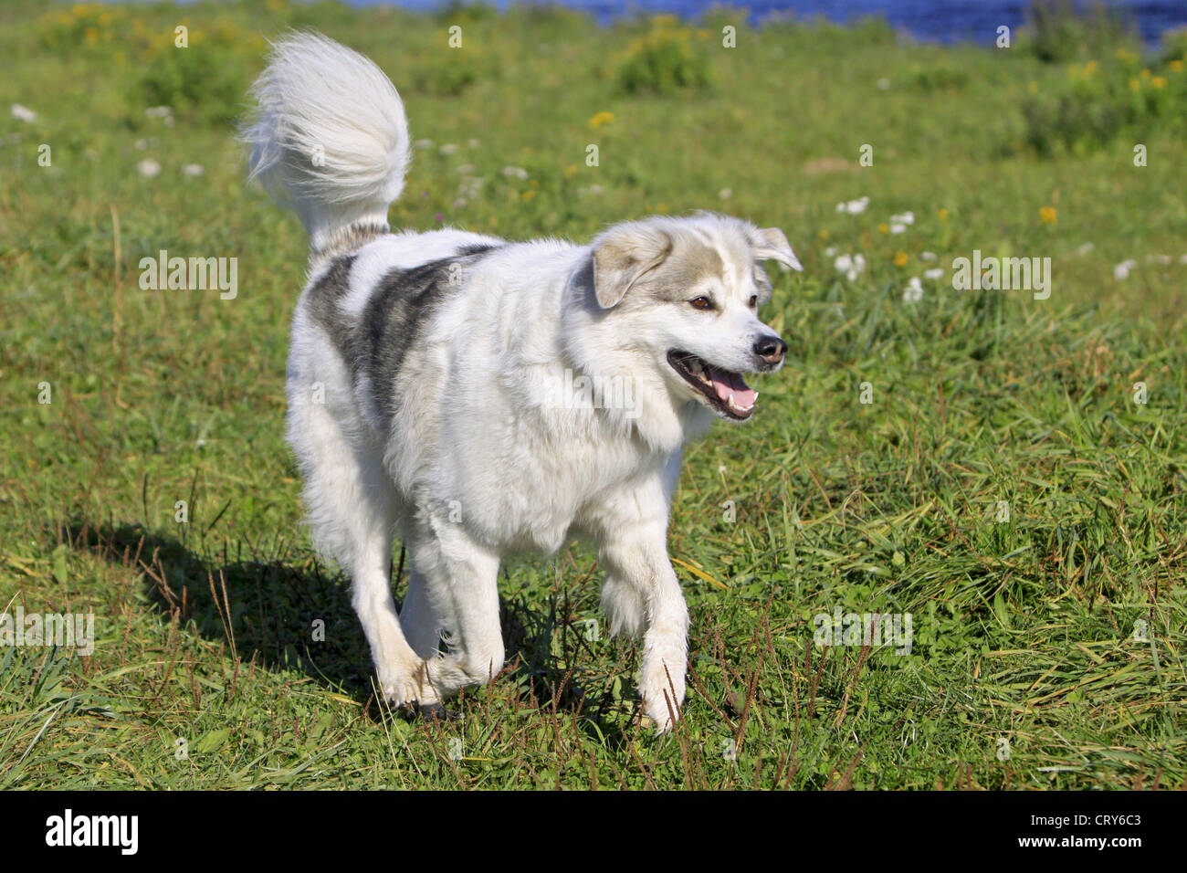 Ciobanesc Romanesc Carpatin Canis lupus familiaris Stock Photo - Alamy