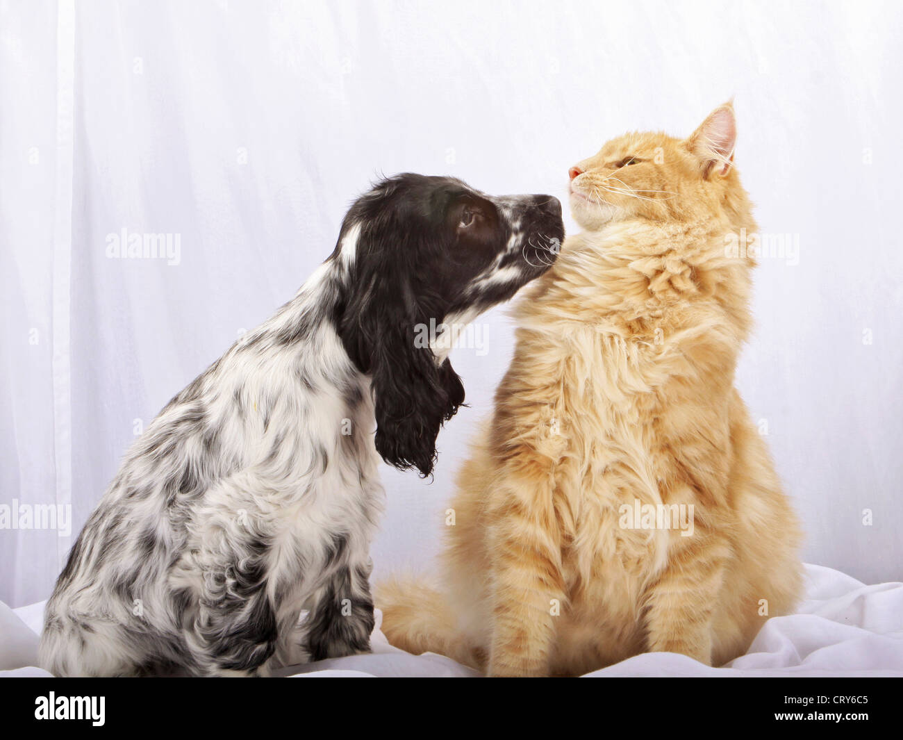 Cocker spaniel with cat hi-res stock photography and images - Alamy