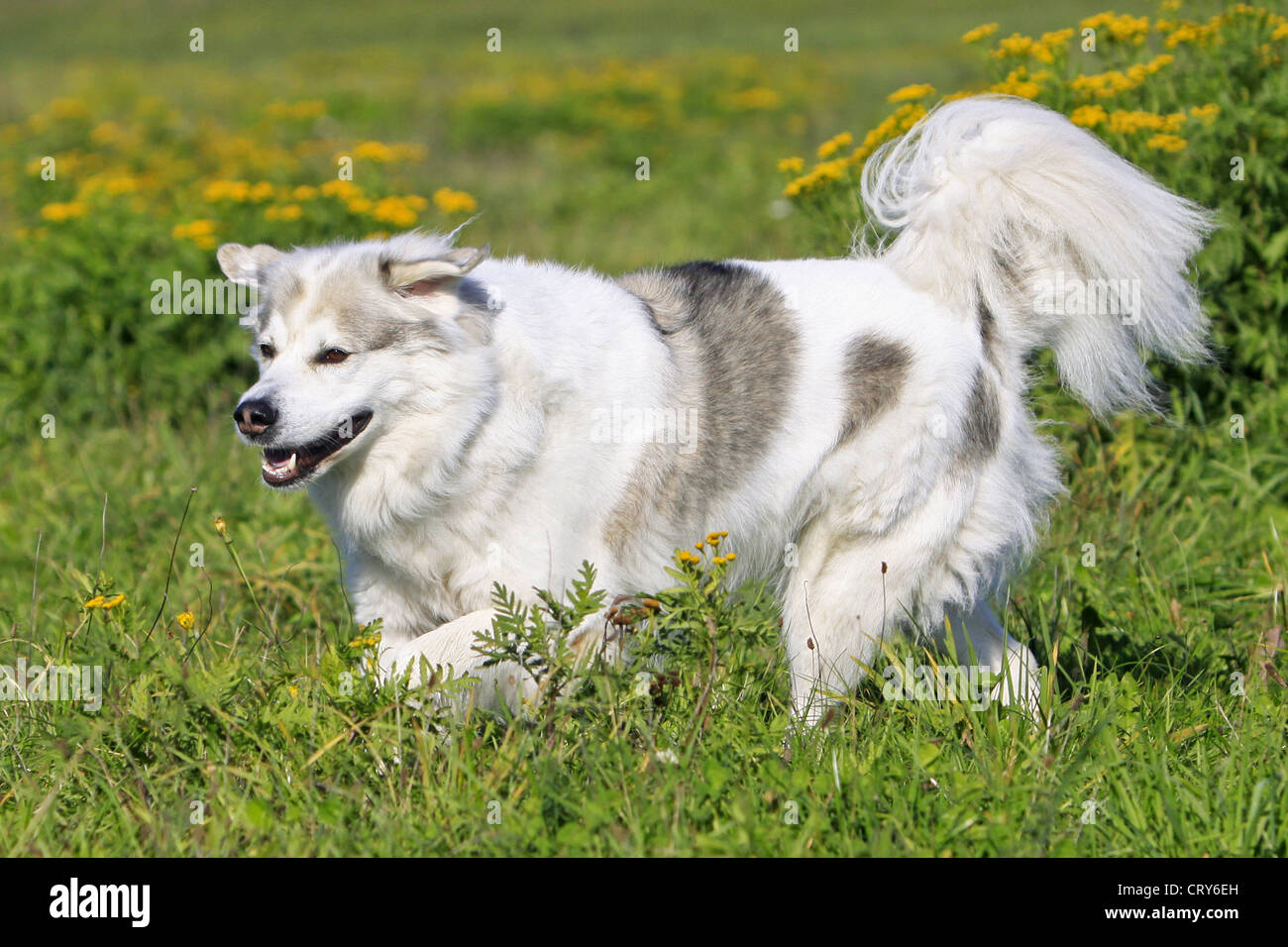 Ciobanesc Romanesc Carpatin Canis lupus familiaris Stock Photo - Alamy