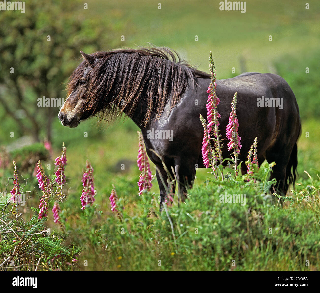 Welsh Mountain Pony meadow Stock Photo - Alamy