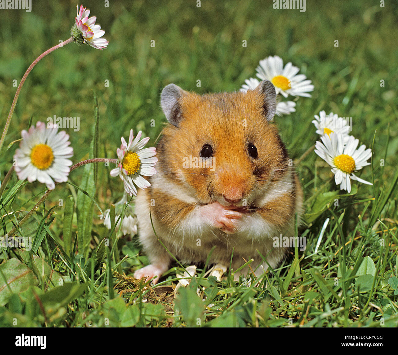 Hamsters With Flowers