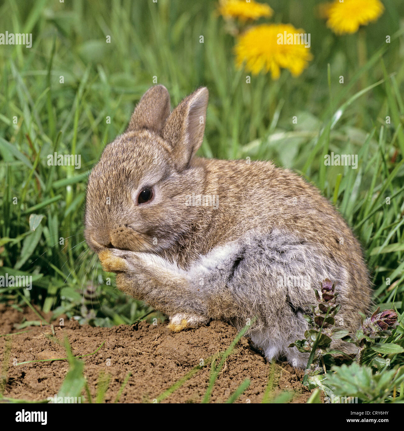 Rabbit Cleaning High Resolution Stock Photography and Images - Alamy