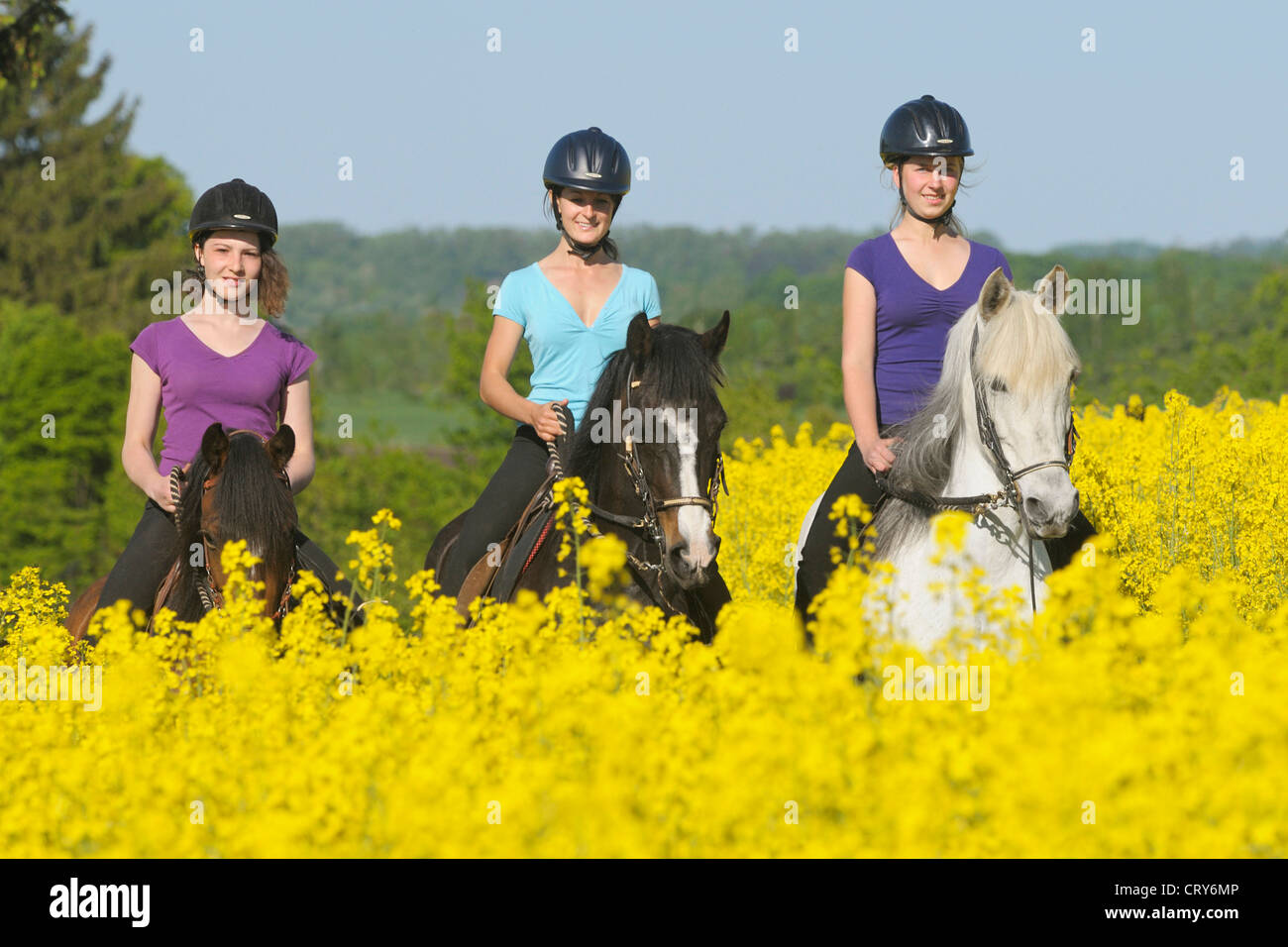 Three young woman riders on Paso Fino horses riding between rape fields ...