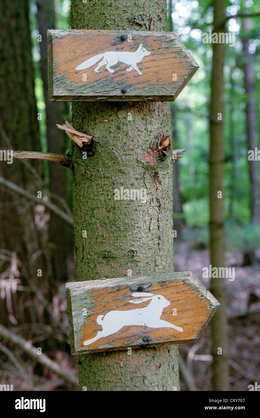 Rabbit and fox hi-res stock photography and images - Alamy