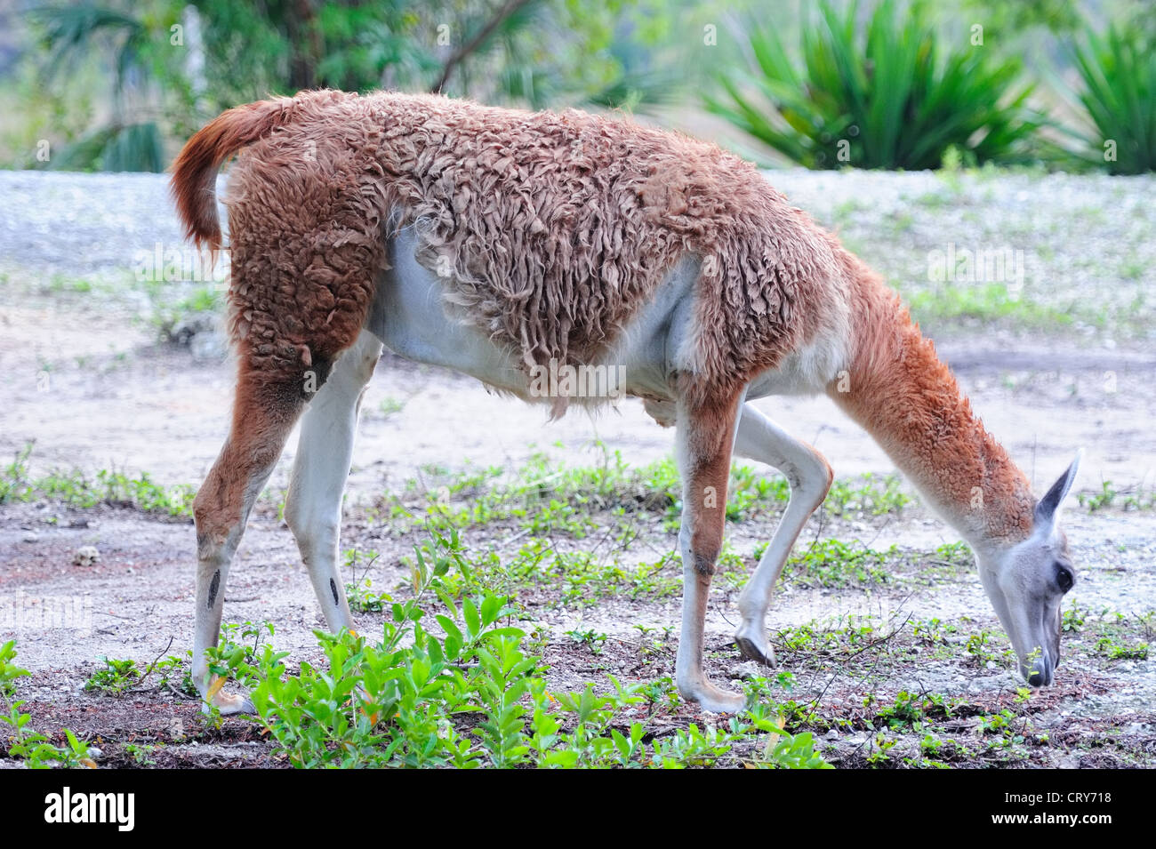 Guanaco walking hi-res stock photography and images - Alamy