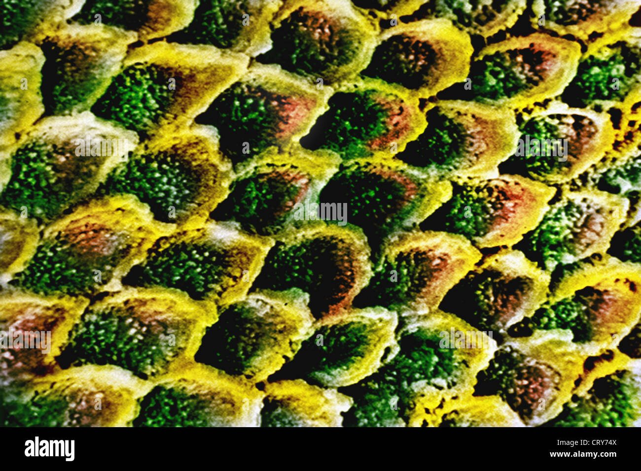 DENTAL ENAMEL, SEM Stock Photo - Alamy