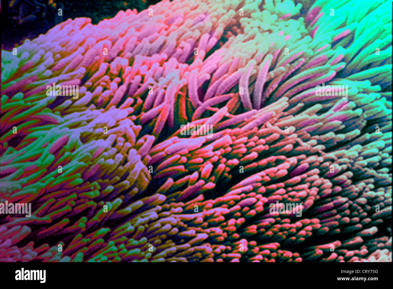 LUNG EPITHELIUM, SEM Stock Photo - Alamy