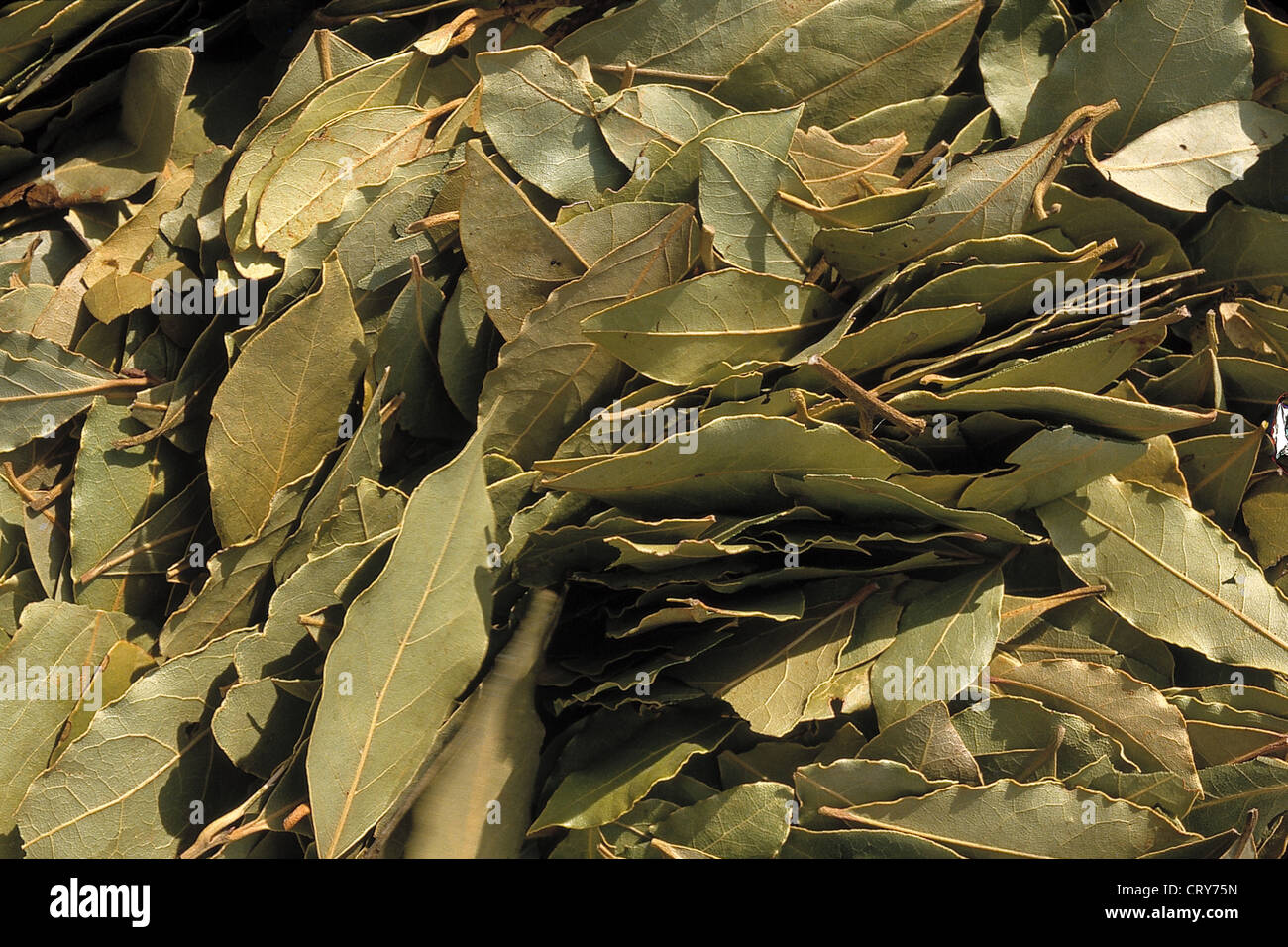 Laurel lawn hi-res stock photography and images - Alamy