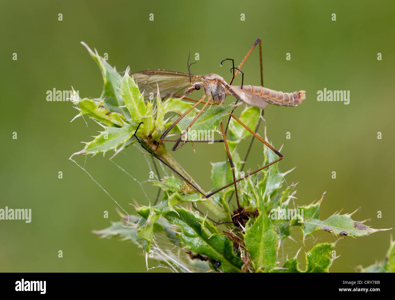 Crane Fly imago plant Stock Photo - Alamy