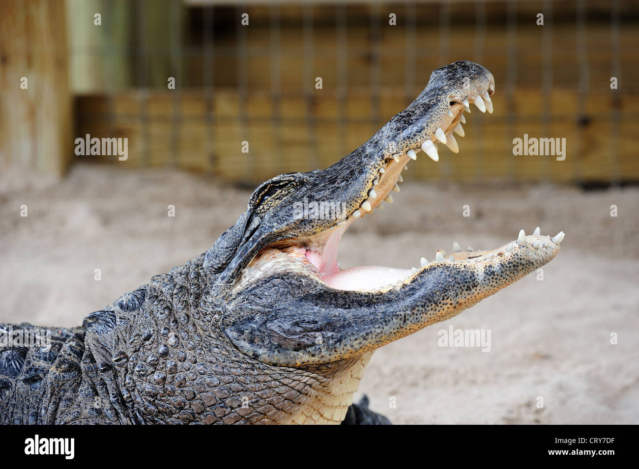 Alligator closeup on sand in Gator Park in Miami, Florida Stock Photo ...