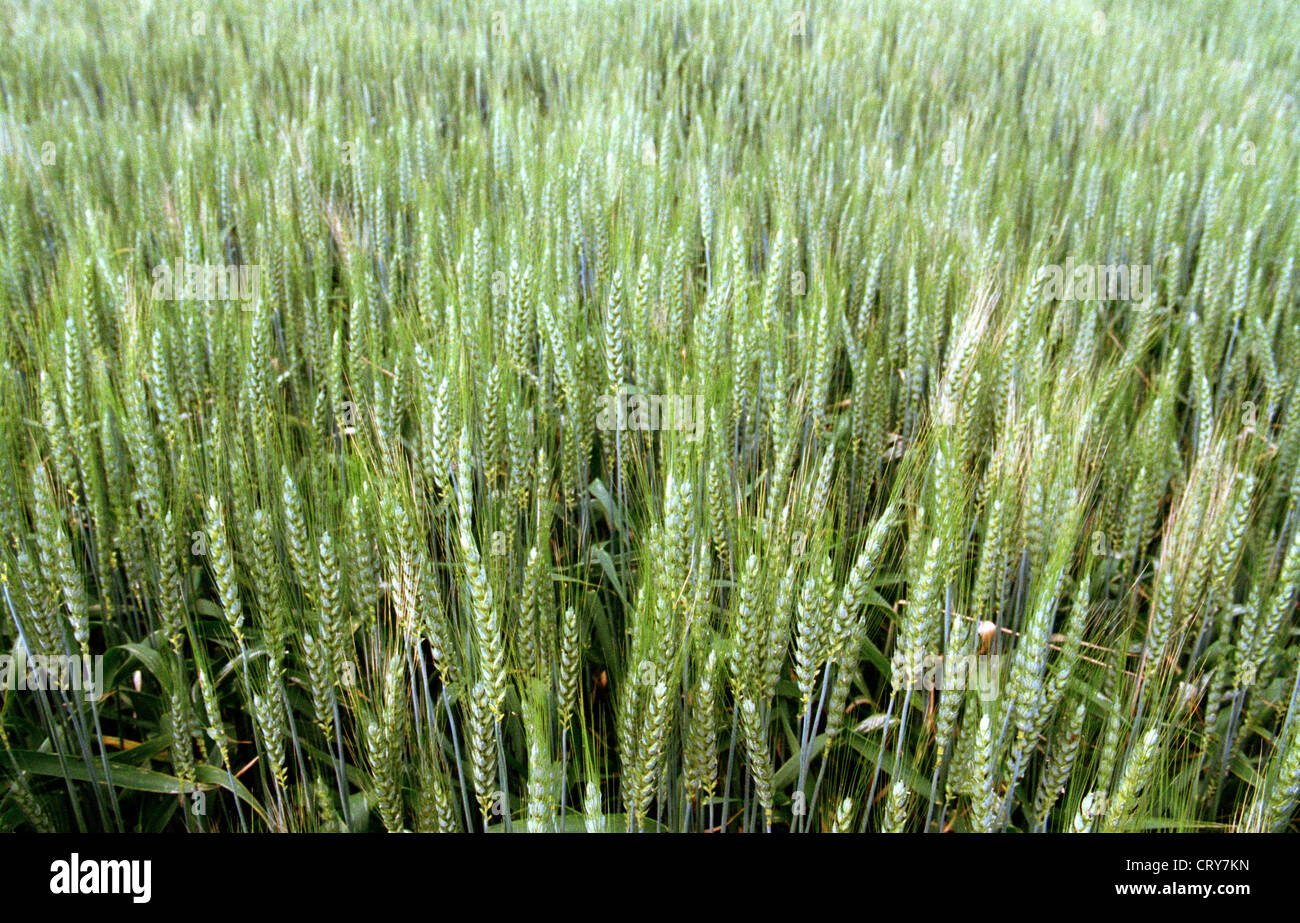 Barley straws hi-res stock photography and images - Alamy