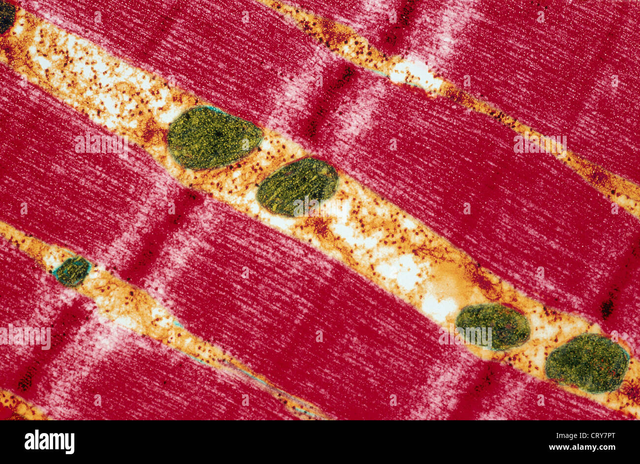 Skeletal muscle fiber microscope hi-res stock photography and images ...