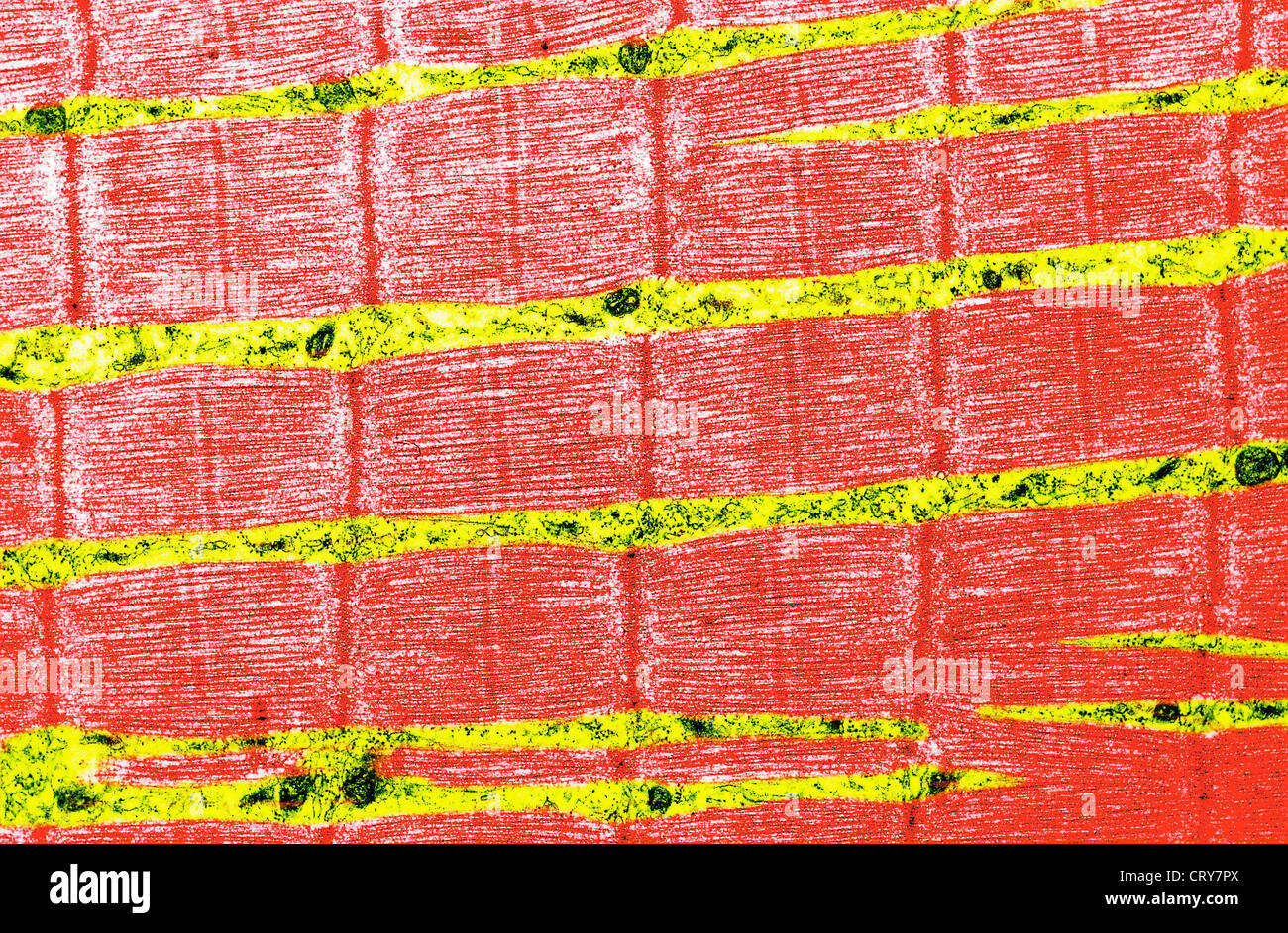 Skeletal muscle fiber microscope hi-res stock photography and images ...