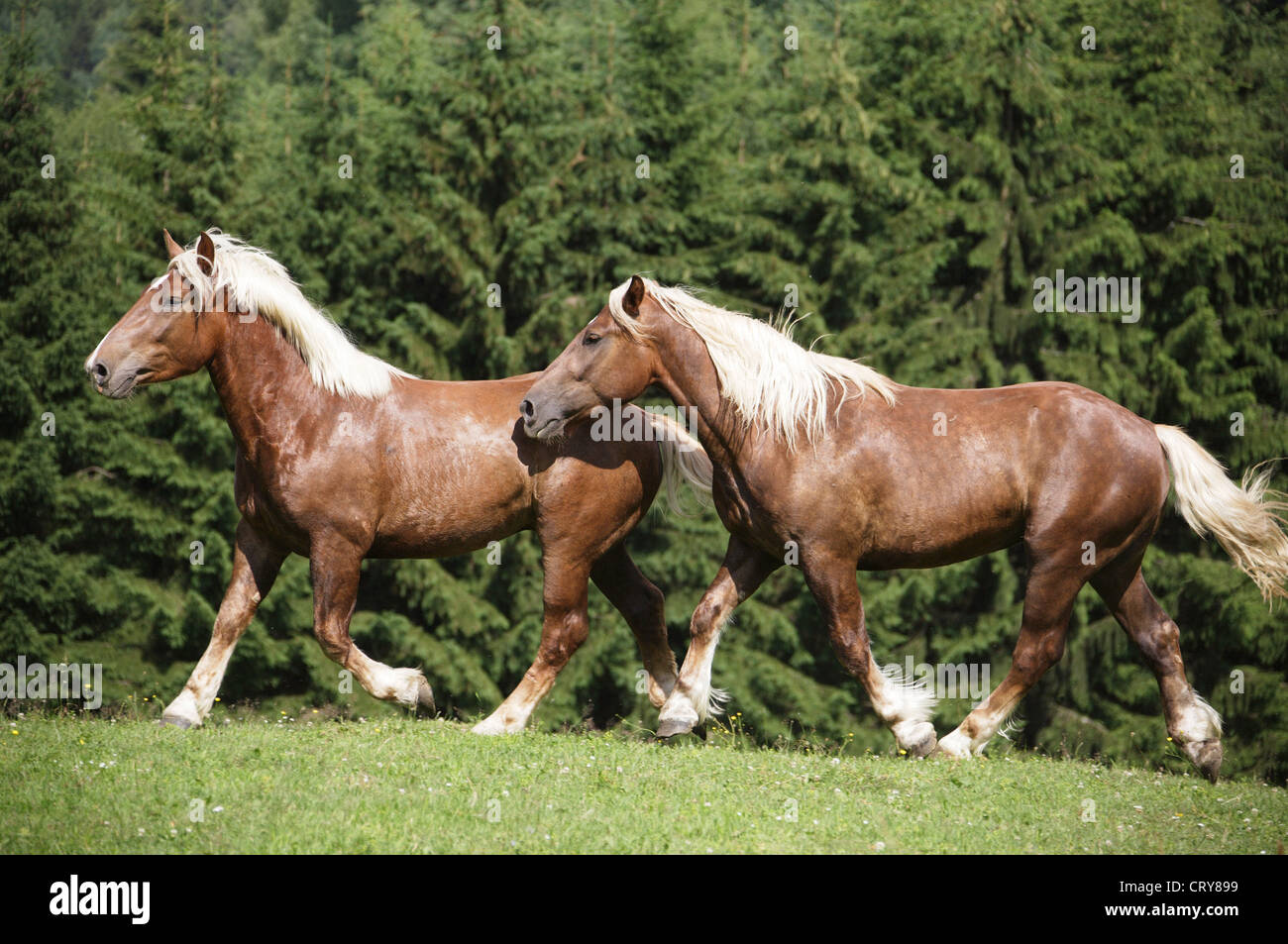 Black forest cold blood hi-res stock photography and images - Alamy