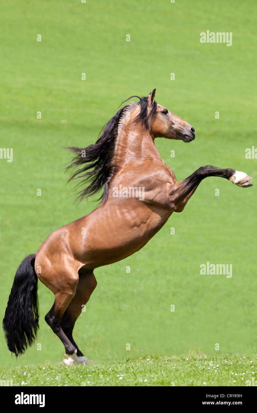 Rearing Andalusian Horse High Resolution Stock Photography and Images ...