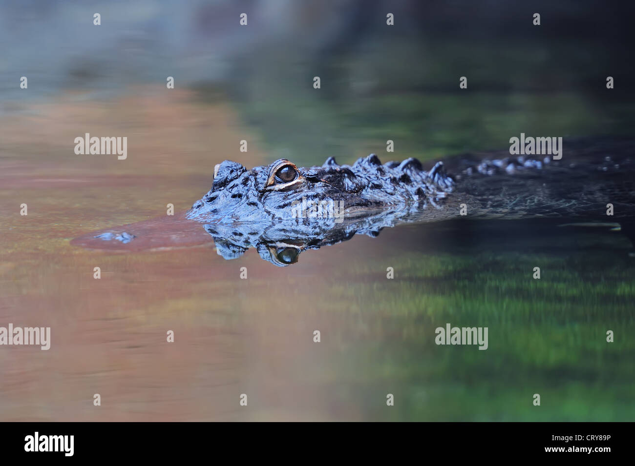 Miami swim hi-res stock photography and images - Alamy