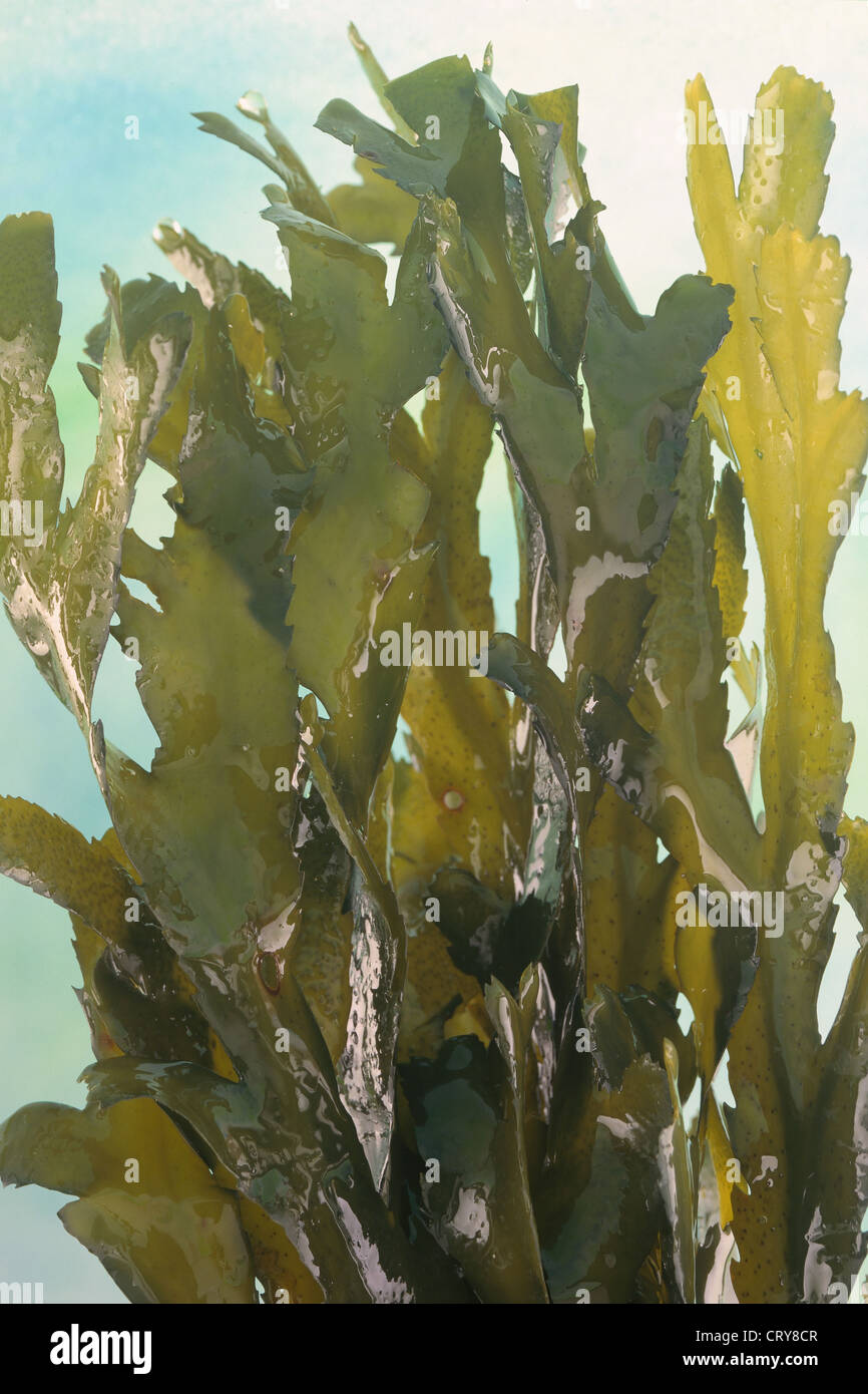 Brown algae phaeophyceae green algae hi-res stock photography and ...