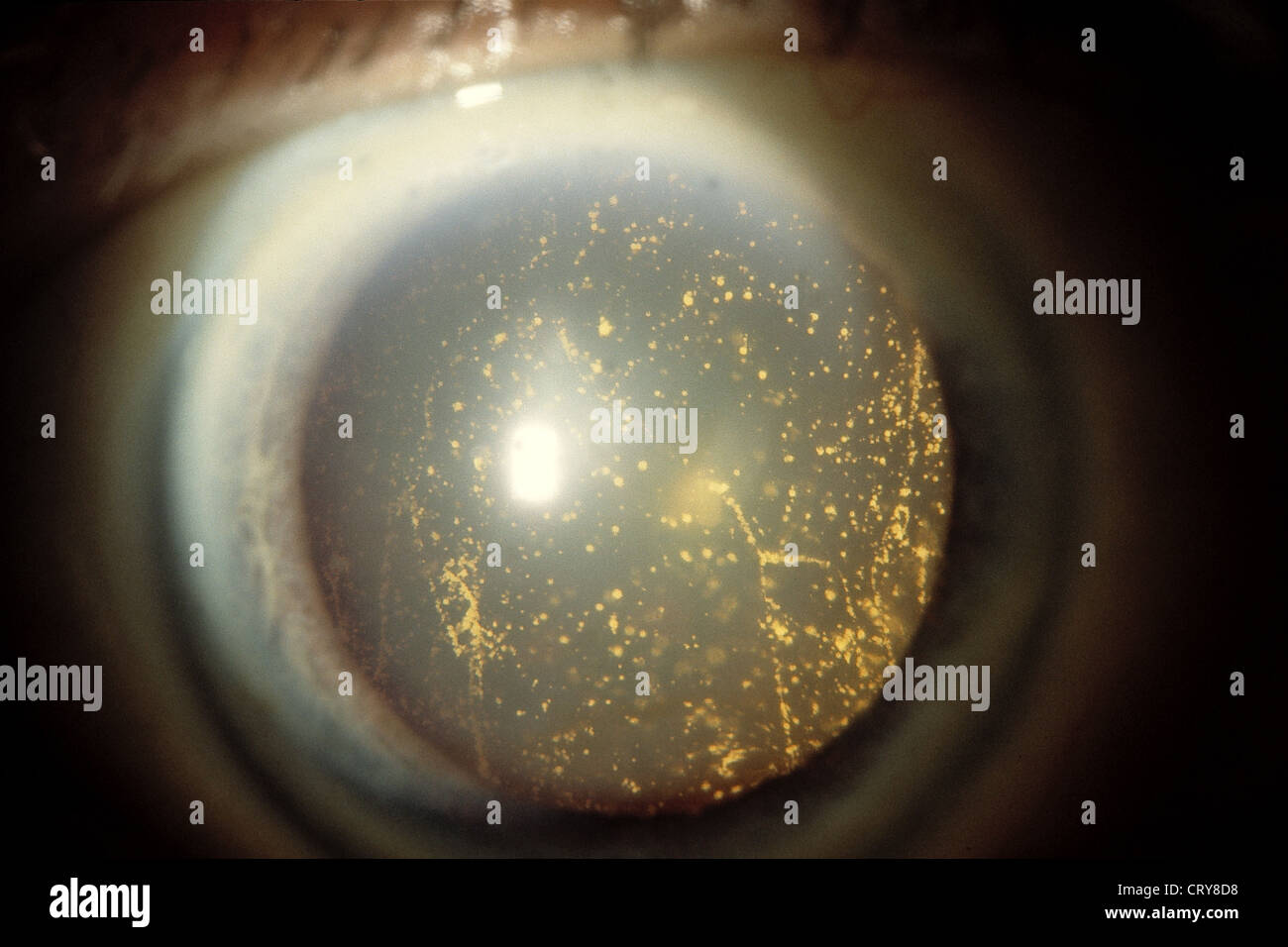 Synchysis hi-res stock photography and images - Alamy