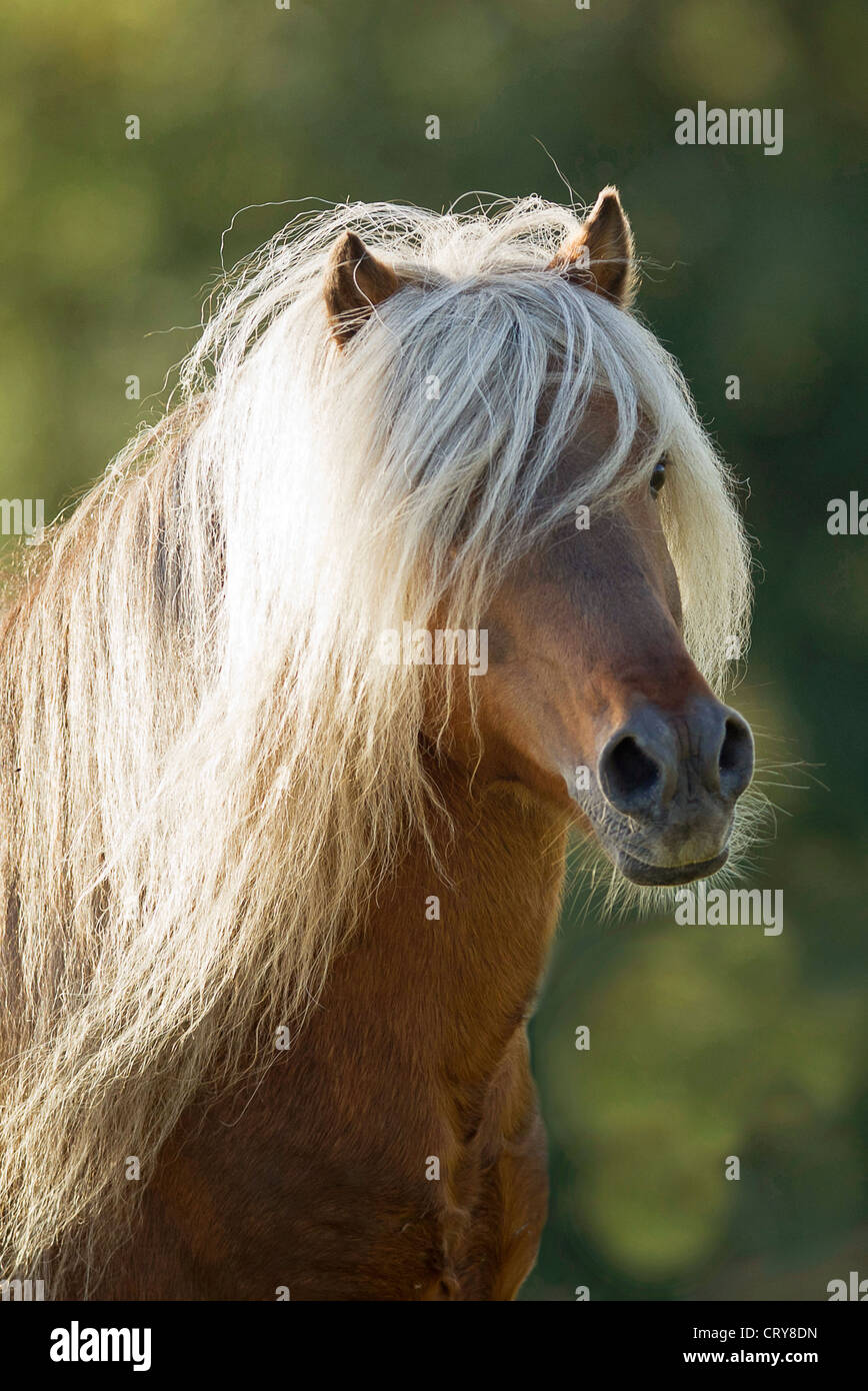 Classic Pony Portrait stallion Balko Stock Photo - Alamy