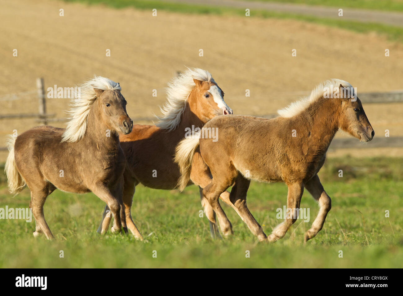 Classic Pony Tree juveniles gallop meadow Stock Photo - Alamy
