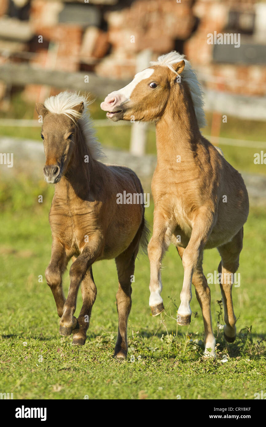Classic Pony Two young mares gallop meadow Stock Photo - Alamy