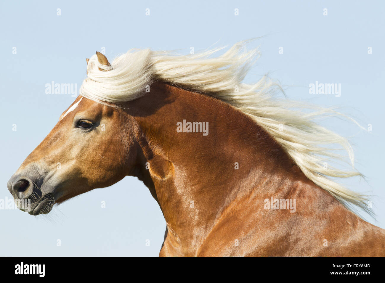 Haflinger Horse Portrait stallion Amigo Stock Photo - Alamy