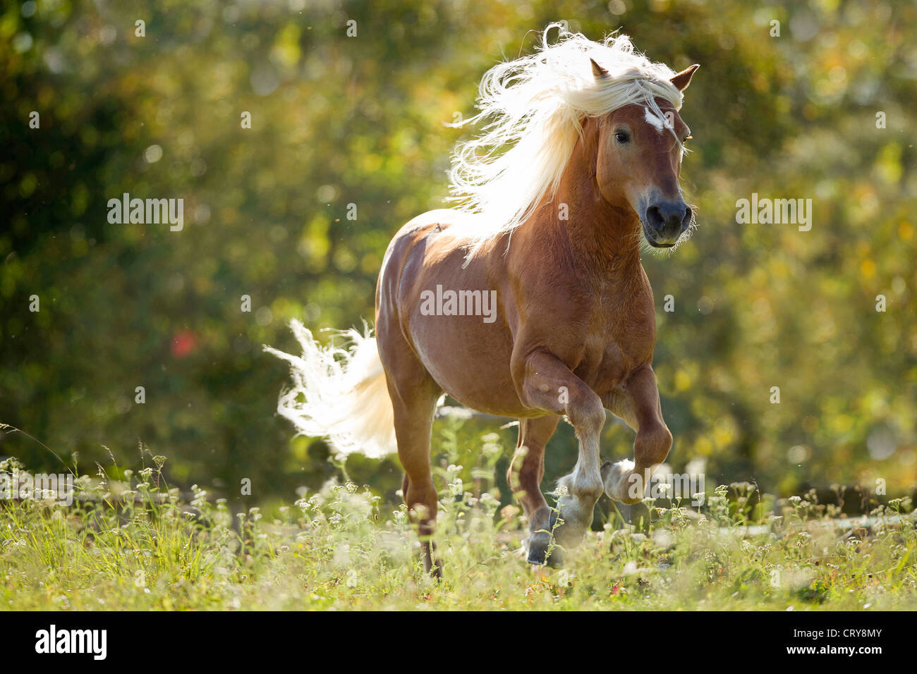 Haflinger Horse. Stallion Amigo galloping on a meadow Stock Photo - Alamy