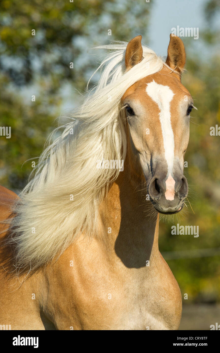 Haflinger Horse Portrait mare Stock Photo - Alamy