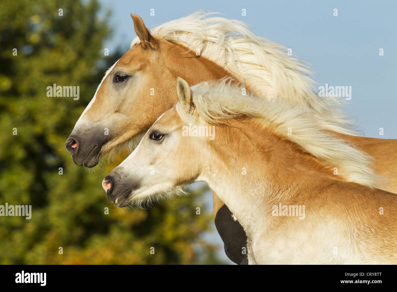 Haflinger Horse Portrait mare and her foal Stock Photo - Alamy