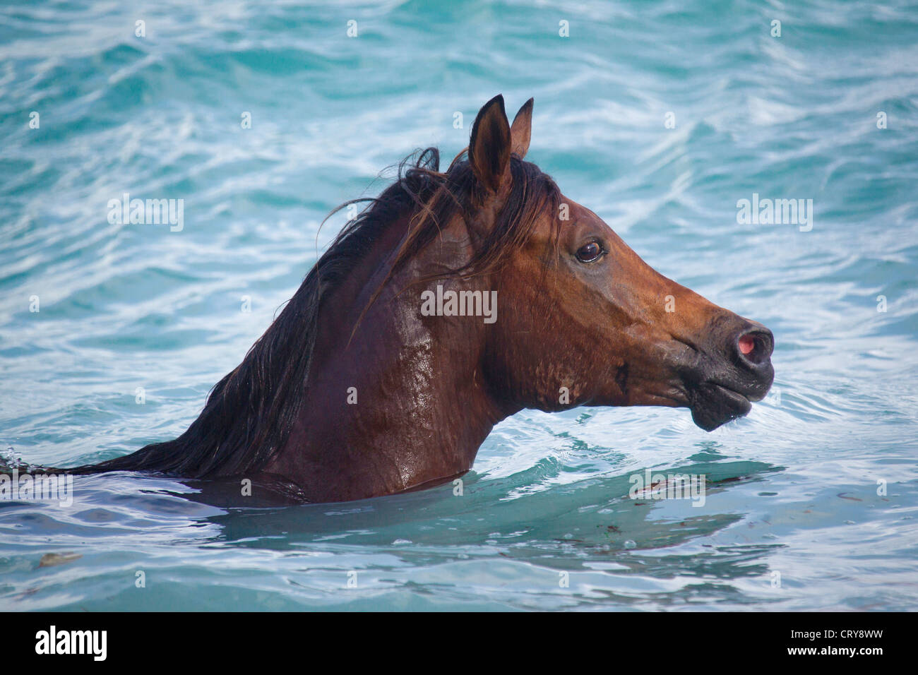 Arabian Hors stallion Laith al Shaqab swimming sea Seychelles Stock ...