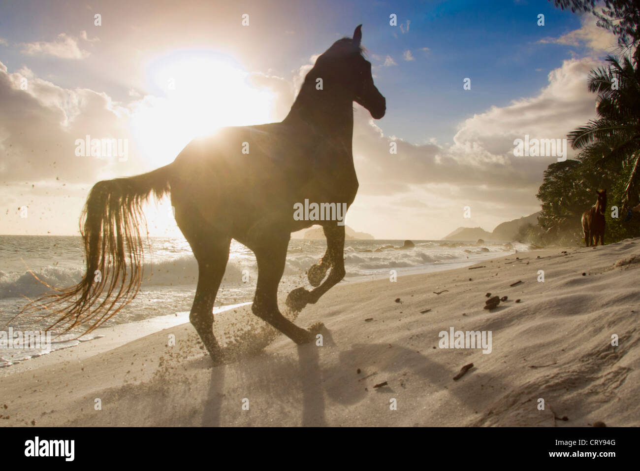 Arabian horse and beach and sunset hi-res stock photography and images ...