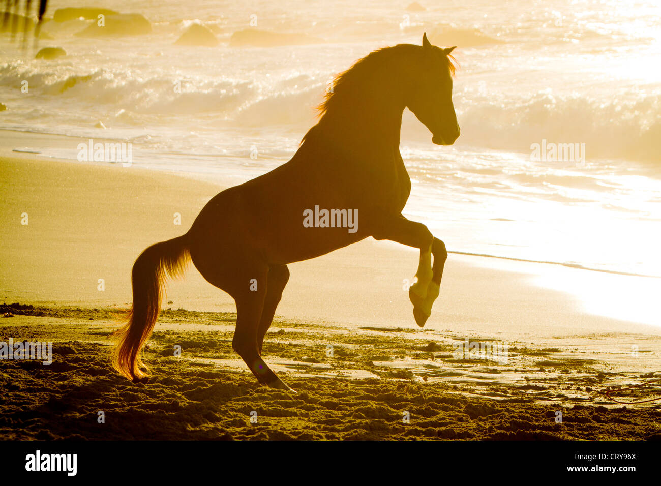 Arabian Horse Stallion Tyfoon rearing tropical beach at sunset ...