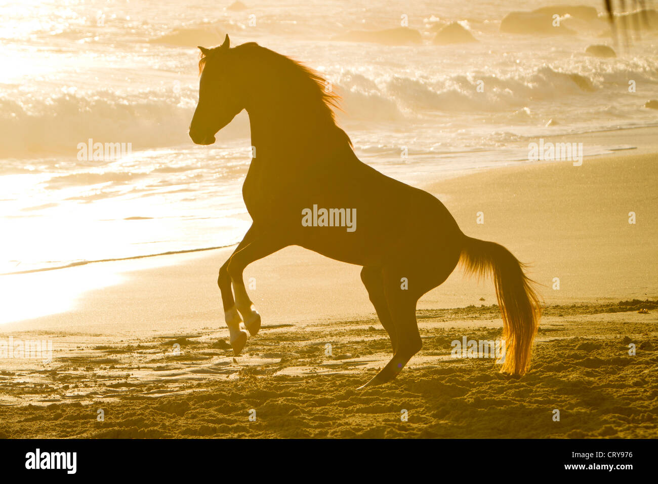 Horses Rearing In The Sunset