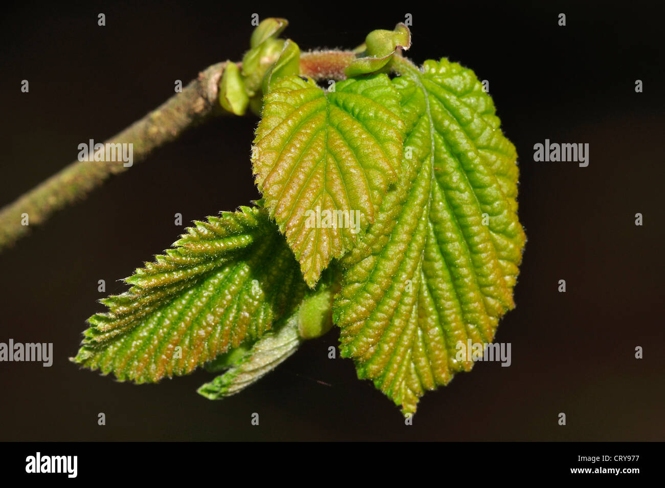 Corylus avellana betulaceae hi-res stock photography and images - Alamy