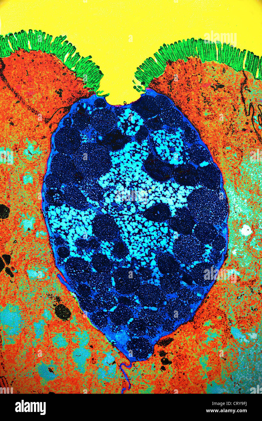 GOBLET CELL, TEM Stock Photo - Alamy