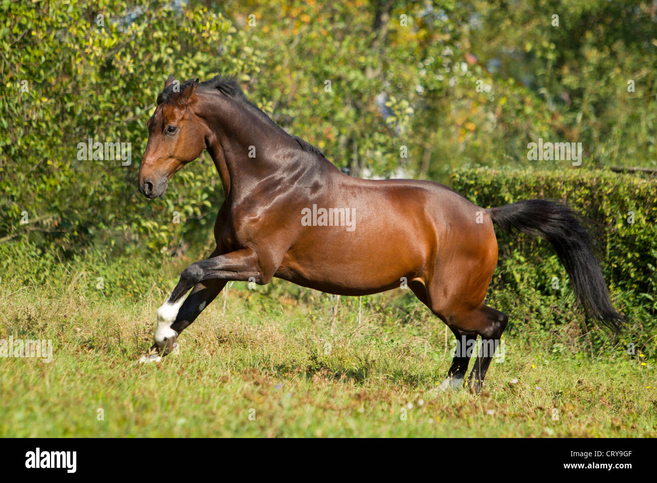 Horse gallop hi-res stock photography and images - Alamy