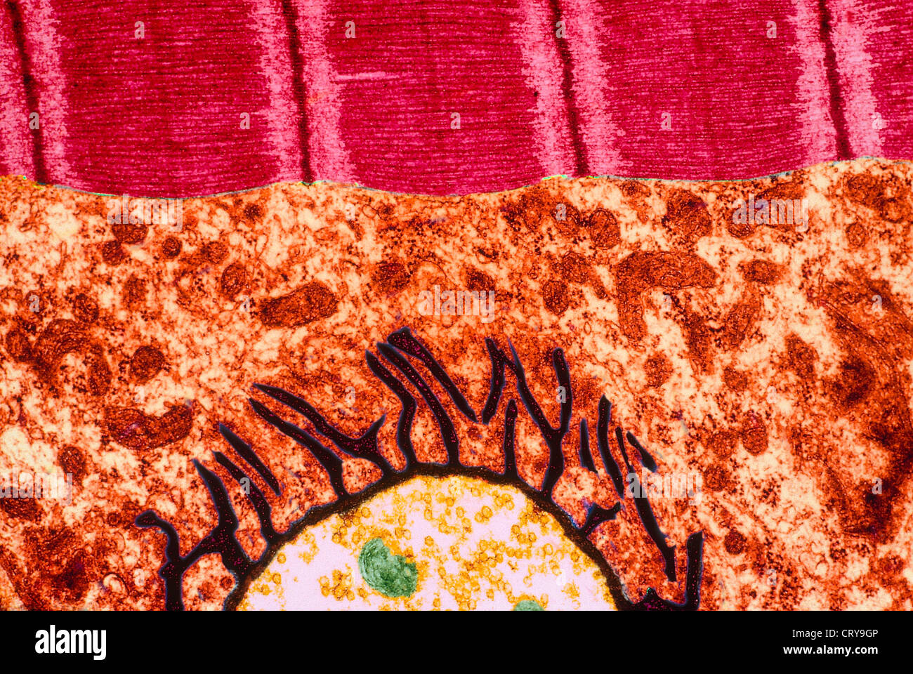 SKELETAL MUSCLE, TEM Stock Photo - Alamy