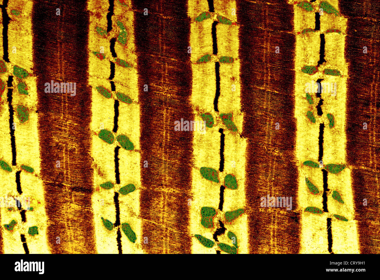 SKELETAL MUSCLE, TEM Stock Photo - Alamy