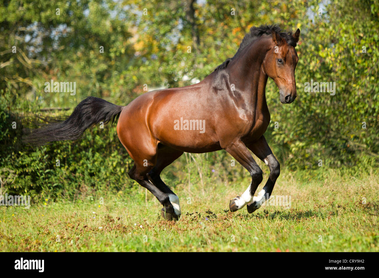 Gallop at the side hi-res stock photography and images - Alamy