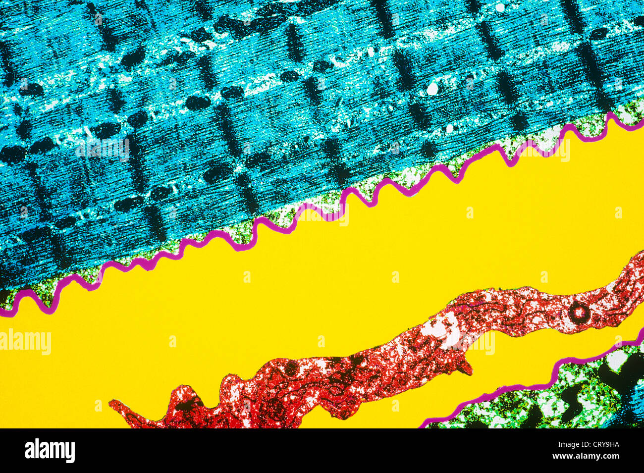 Skeletal muscle fiber microscope hi-res stock photography and images ...