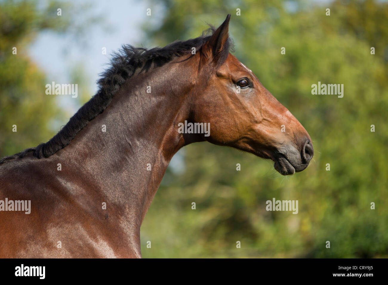 Hanoverian Horse portrait Stock Photo - Alamy