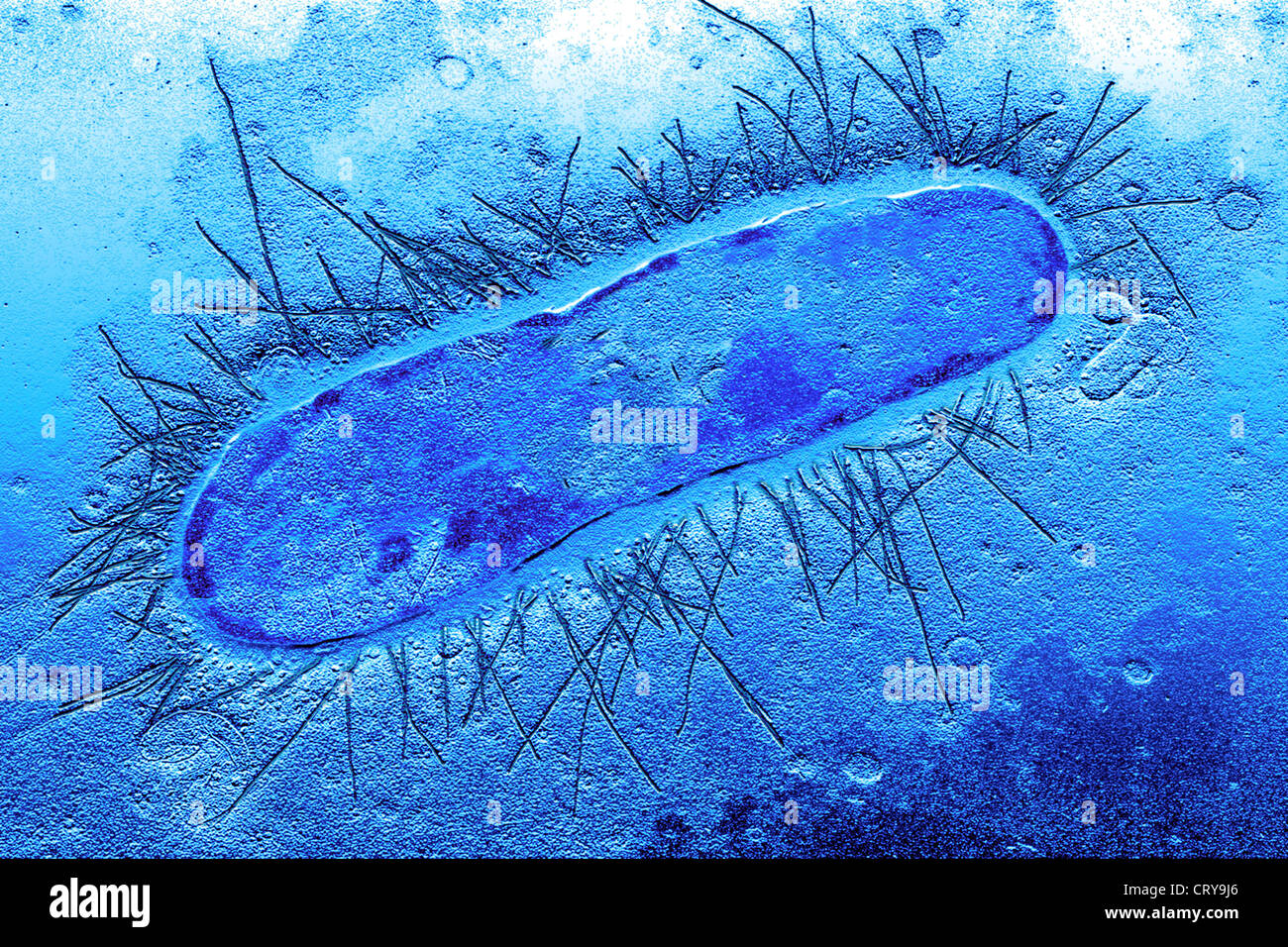 ESCHERICHIA COLI, TEM Stock Photo - Alamy