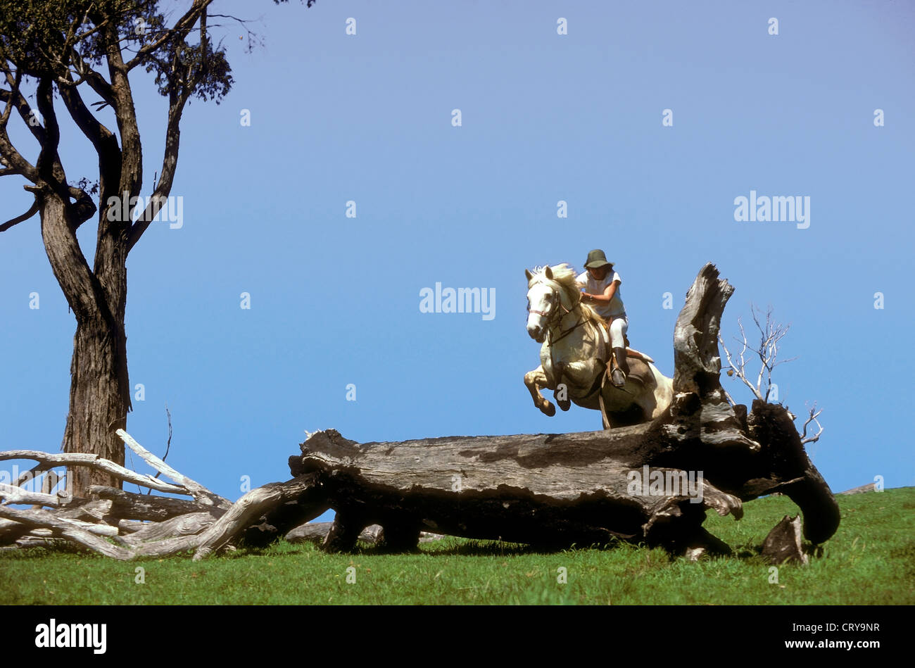 horse jumping over log victoria australia Stock Photo - Alamy
