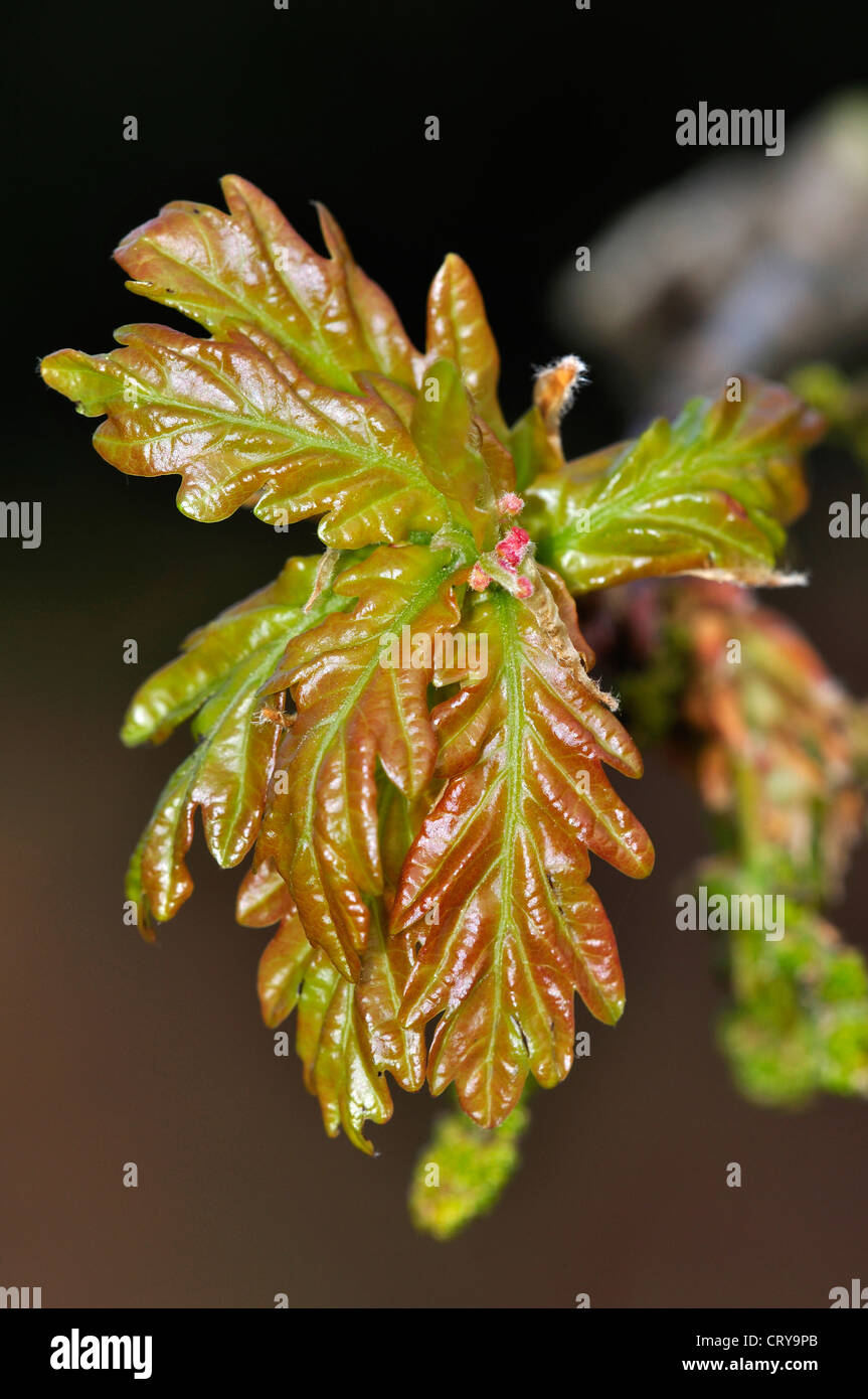 Bursting forth hi-res stock photography and images - Alamy