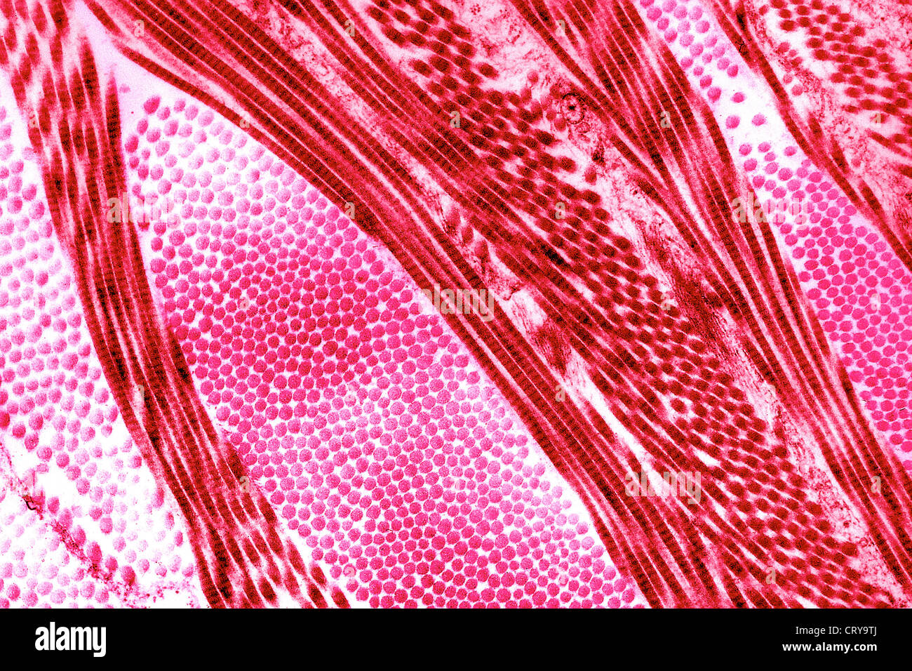 Collagen fiber micrograph hi-res stock photography and images - Alamy