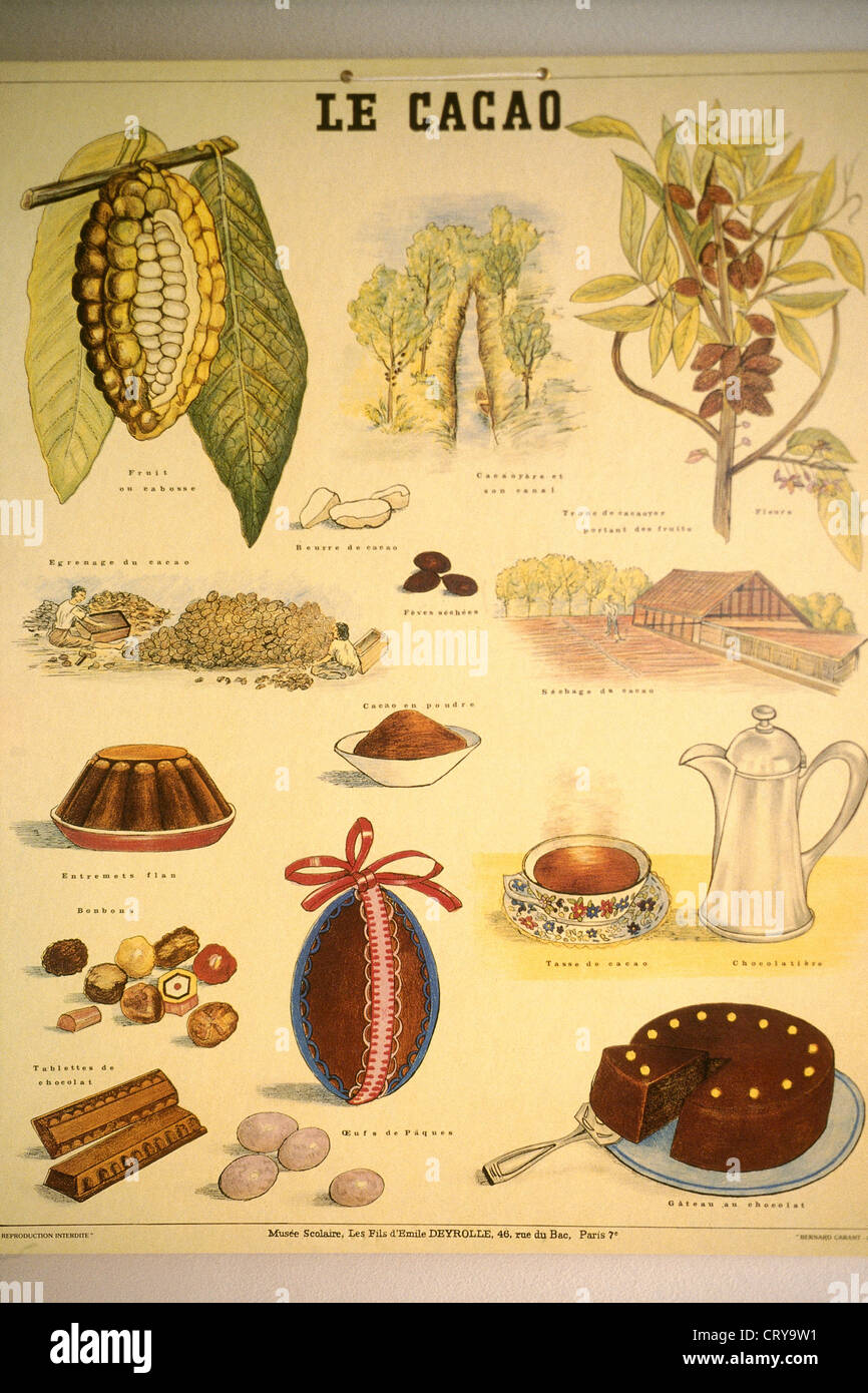 Cocoa pod feeding hi-res stock photography and images - Alamy