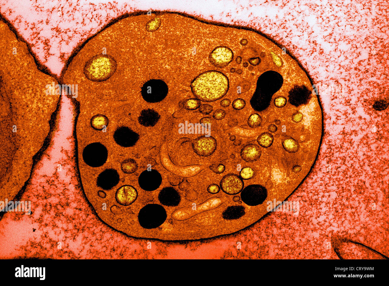Blood platelets electron microscope hi-res stock photography and images ...