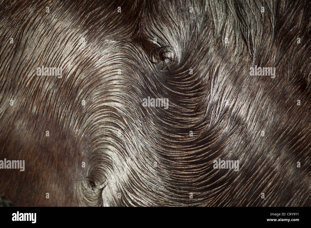 Cowlicks fur horse Stock Photo - Alamy