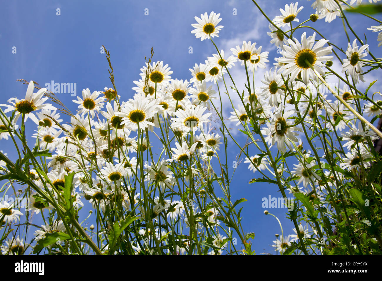 Close up view new white hi-res stock photography and images - Alamy